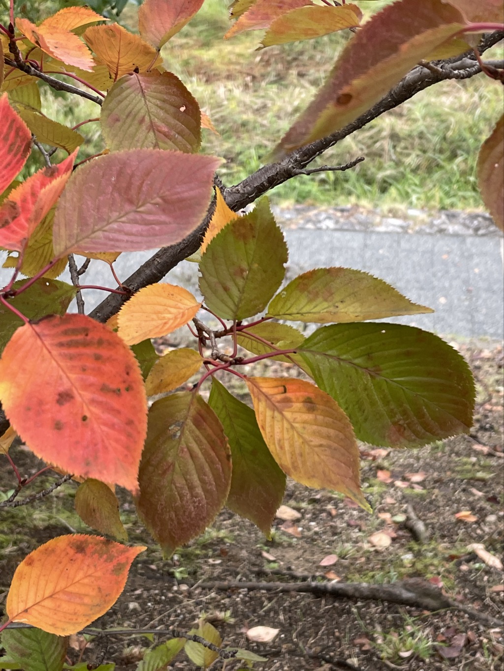 IMG_7057 – VIDEO CAMERAMAN LABORATORY